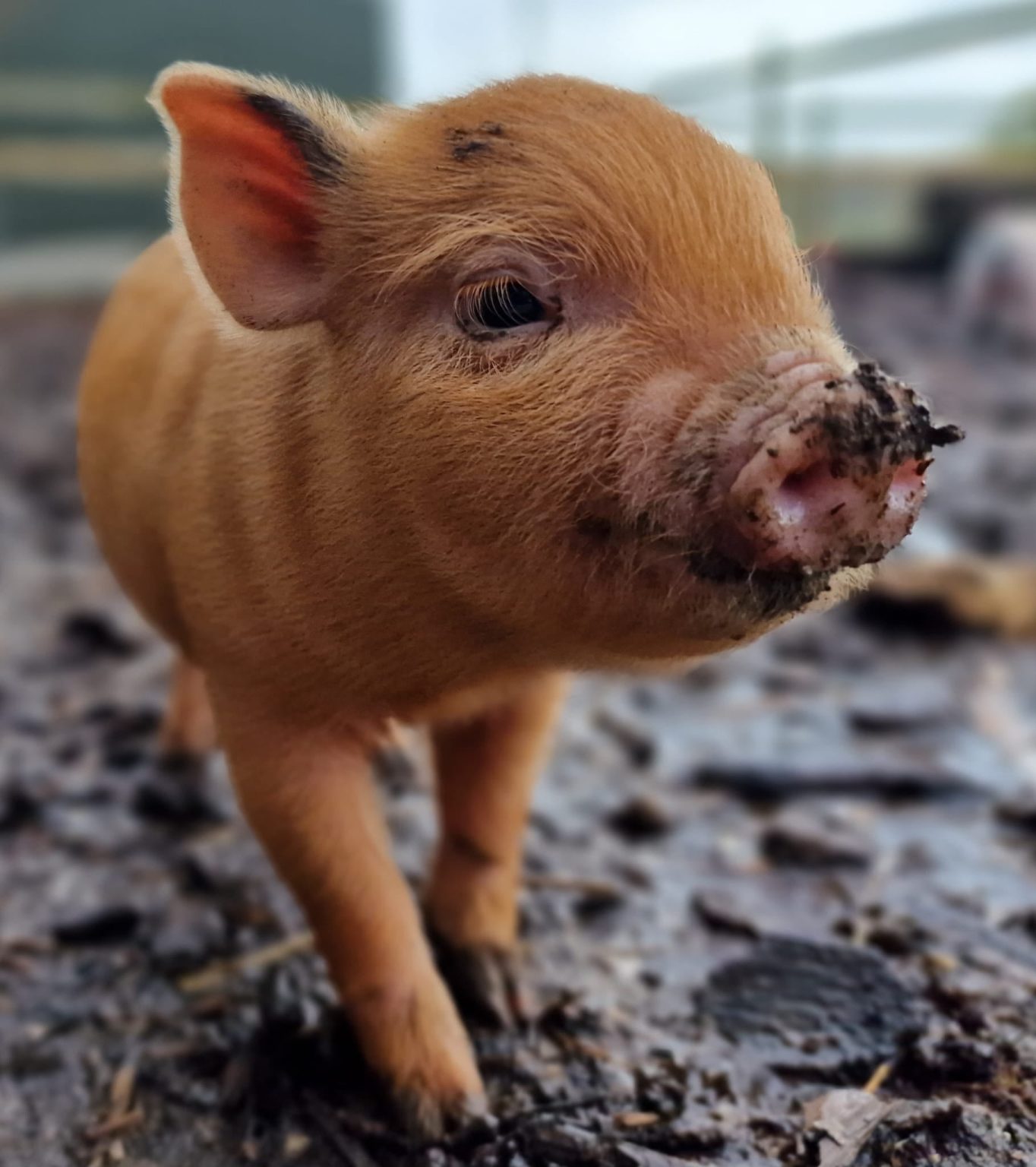 postcards – Kew Little Pigs Farm