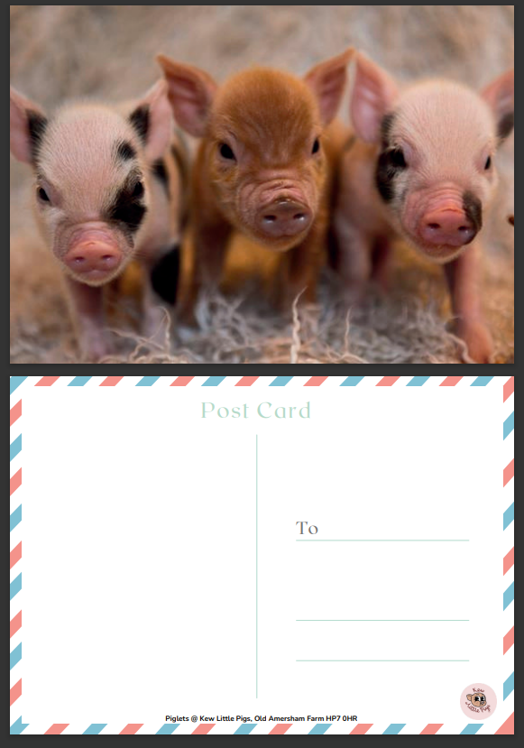 Postcard – Piglets – Kew Little Pigs Farm