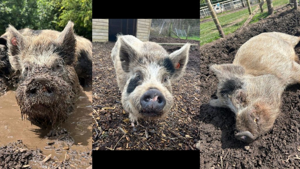Rest in peace our gentle boar Milo, we are heartbroken – Kew Little ...